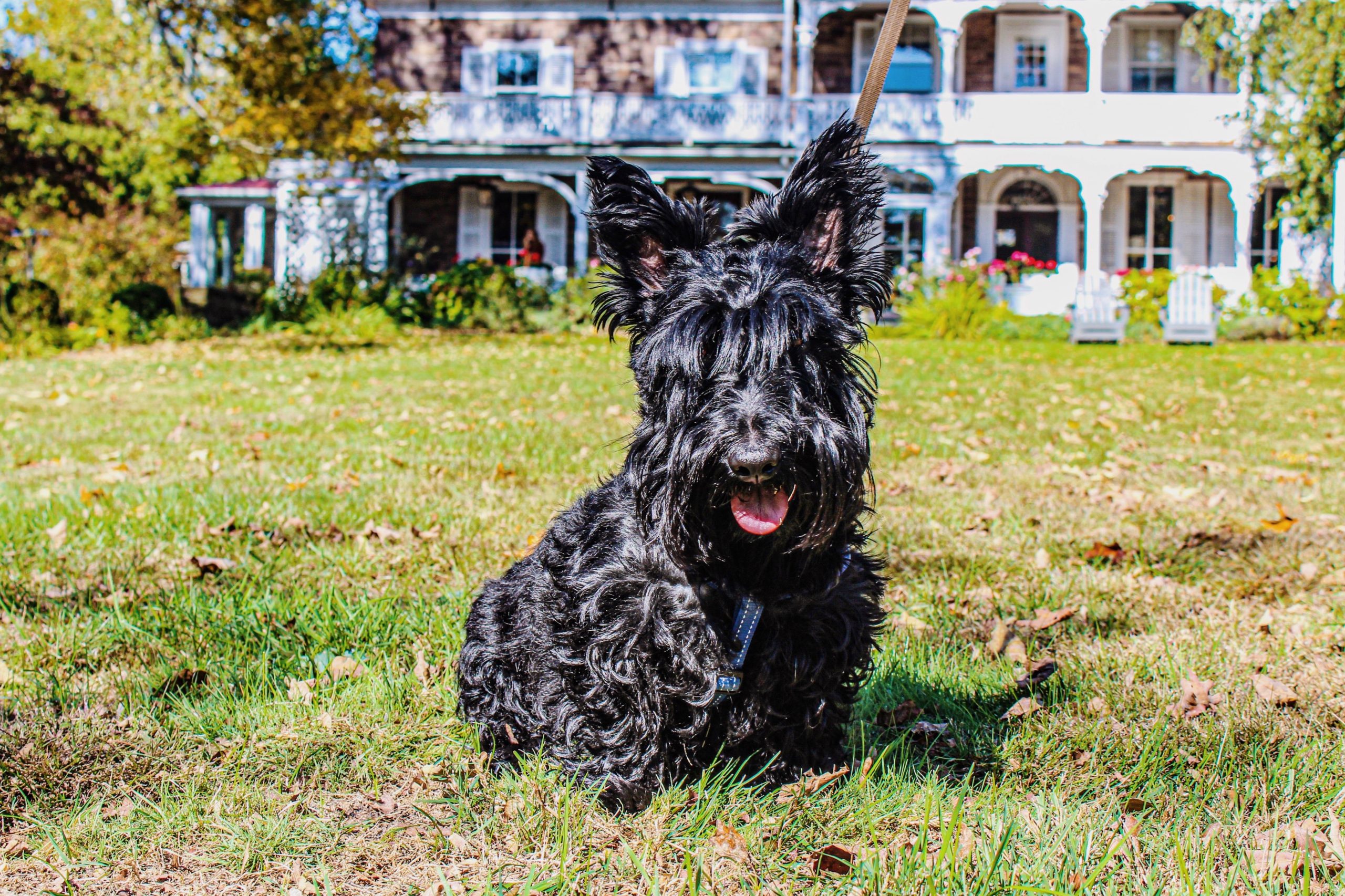 New to Holland- Dog in Tow - Kailea Shields